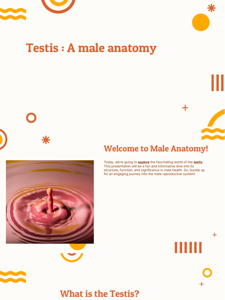 Slidesgo Unpacking The Testis A Fun Dive Into Male Anatomy ...