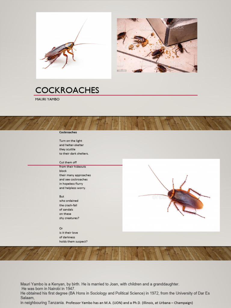 Cockroaches Powerpont | PDF | Hutu | Poetry