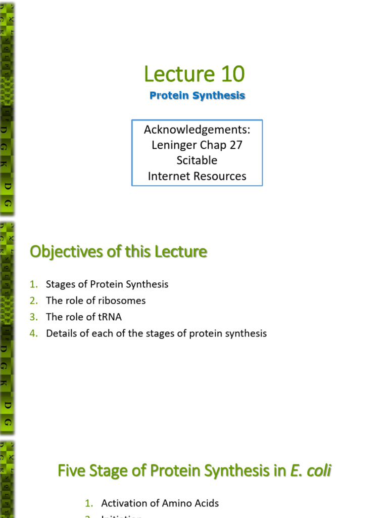 Protein Synthesis Stages in E. coli | PDF | Ribosome | Translation ...