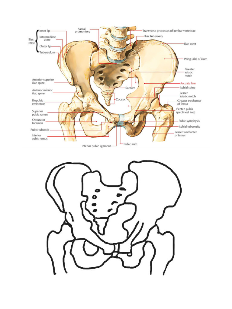 Dibujo Pelvis | PDF
