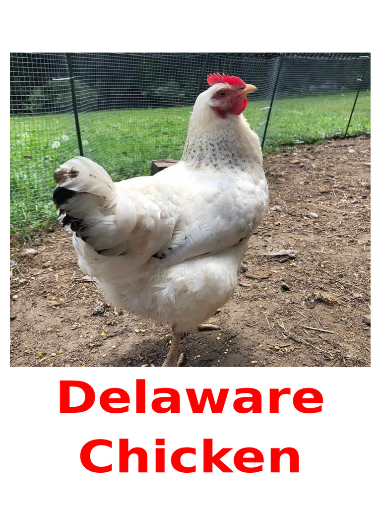 EPP Pictures - Pag-Aalaga Ng Hayop | PDF