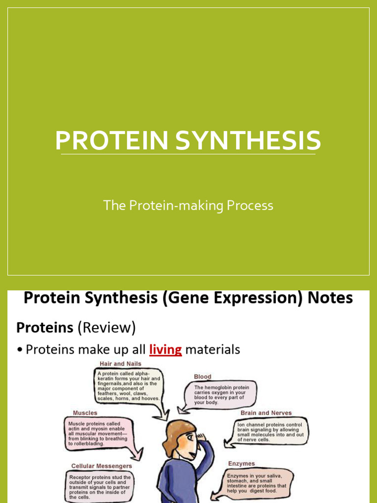 Protein Synthesis 13-14 | PDF | Translation (Biology) | Proteins