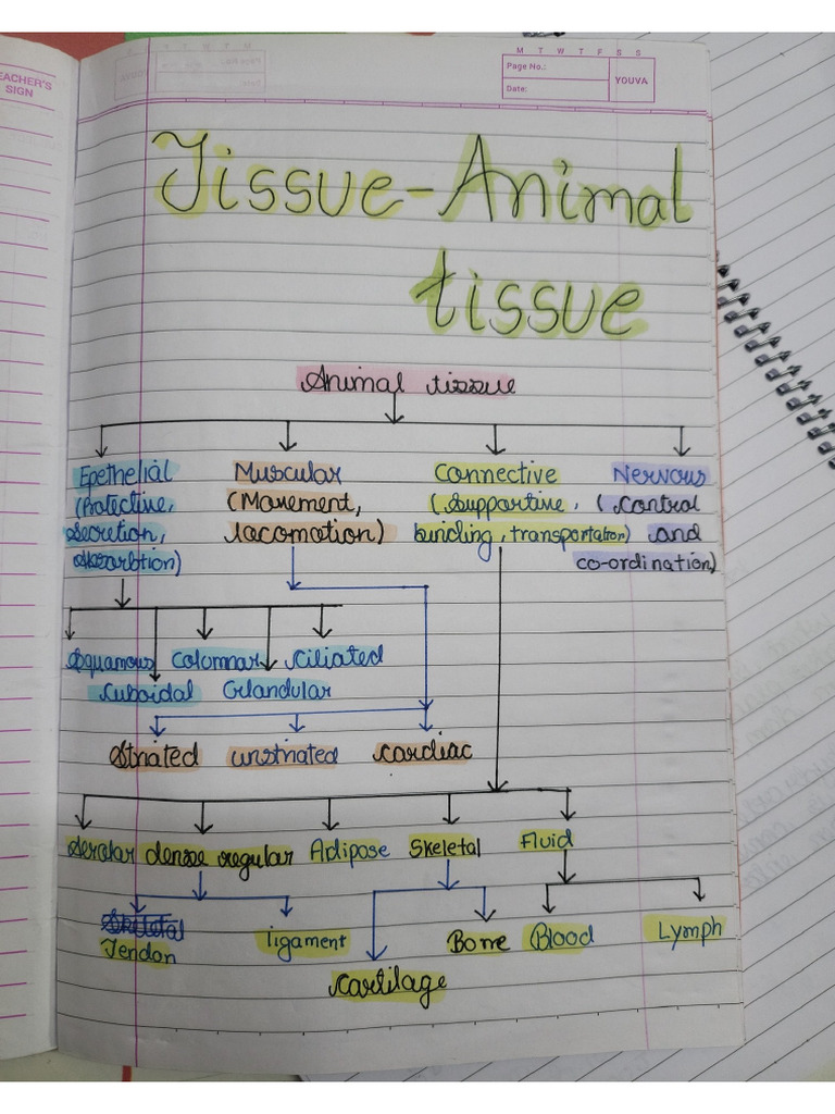 Biology Chapter 2 Animal Tissue | PDF