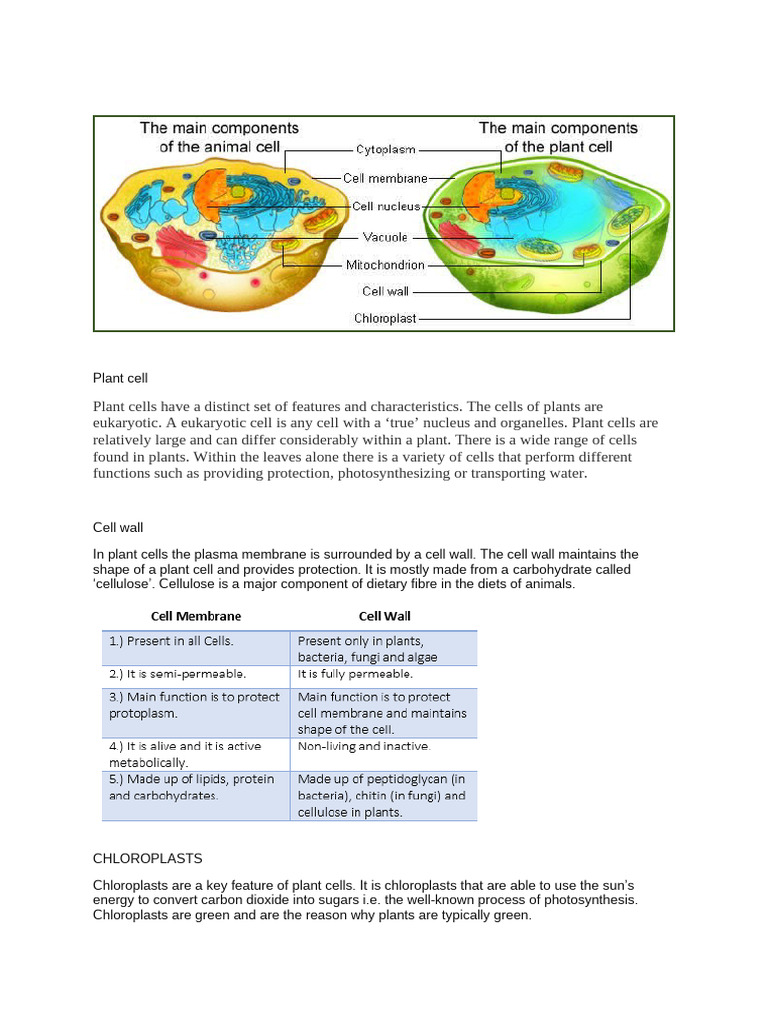MYP 1_Plant cell_ | PDF | Chloroplast | Cell (Biology)