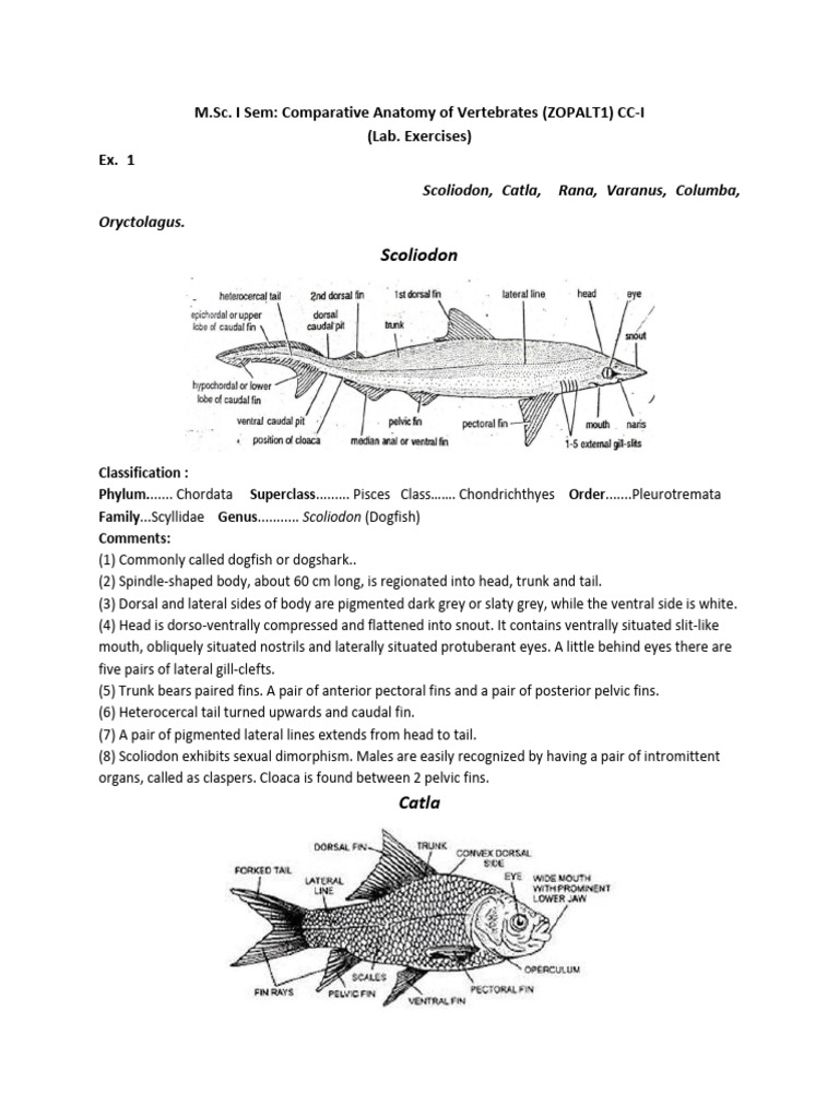 Comparative Anatomy of Vertebrates Lab | PDF | Pancreas | Lung