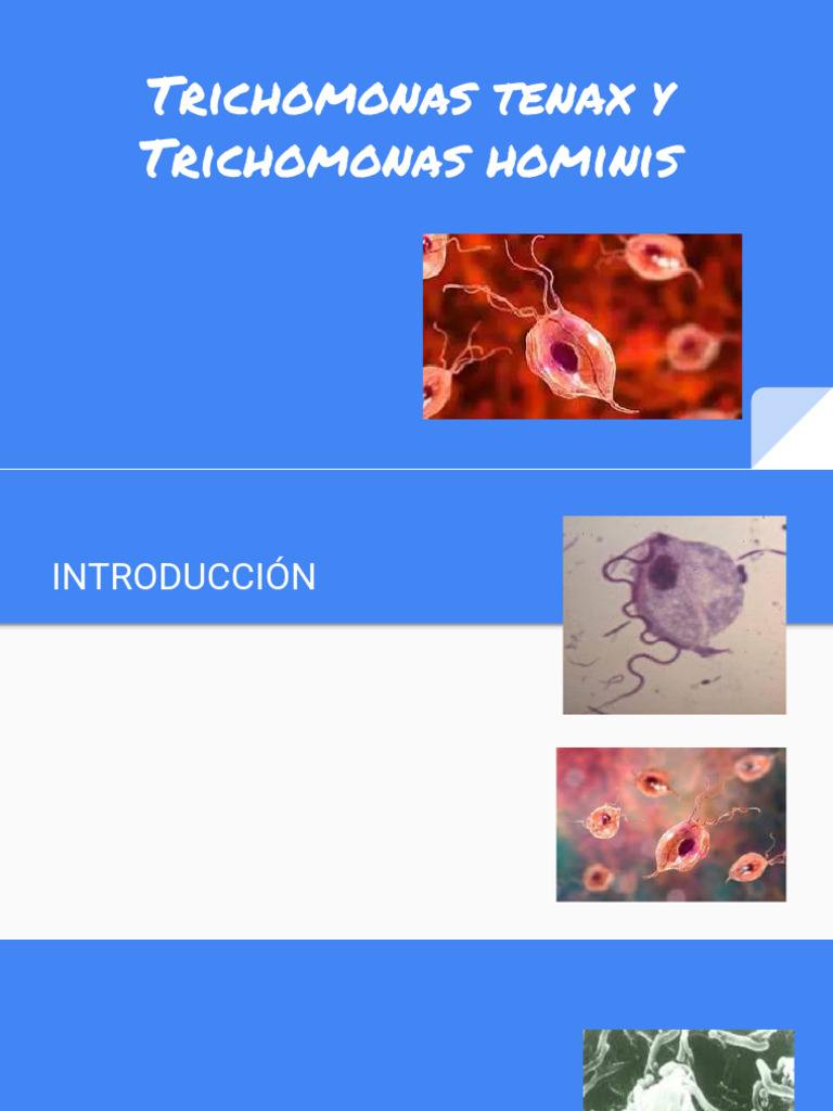 Trichomonas Tenax y Trichomonas Hominis | PDF | Biología Celular) | Heces