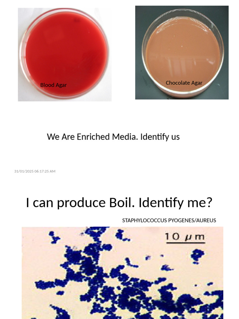 Spotting Exam Slides | PDF | White Blood Cell | Microbiology