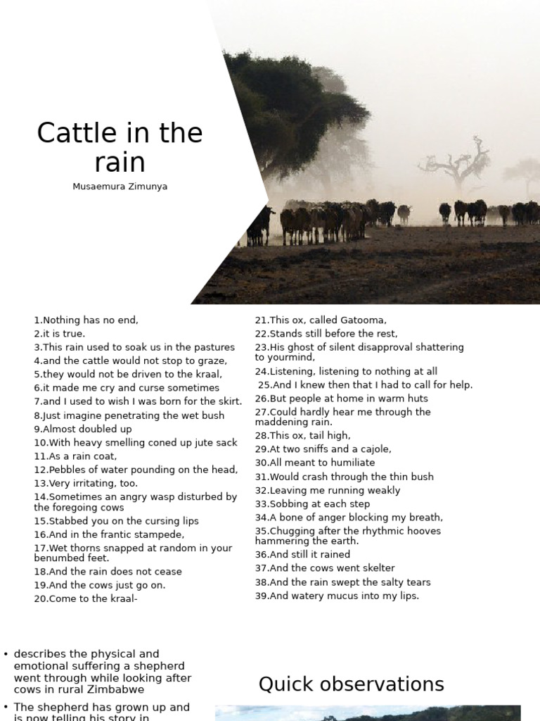 Analysis of "Cattle in the Rain" Poem | PDF | Poetry