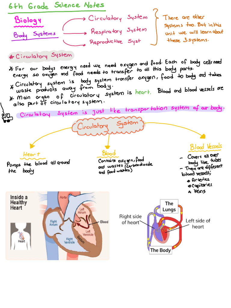 6th Grade Science Notes | PDF | Bacteria | Virus