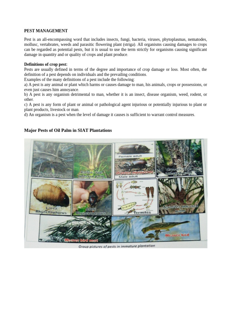 Major Oil Palm Pests and Management | PDF | Pupa | Pest (Organism)
