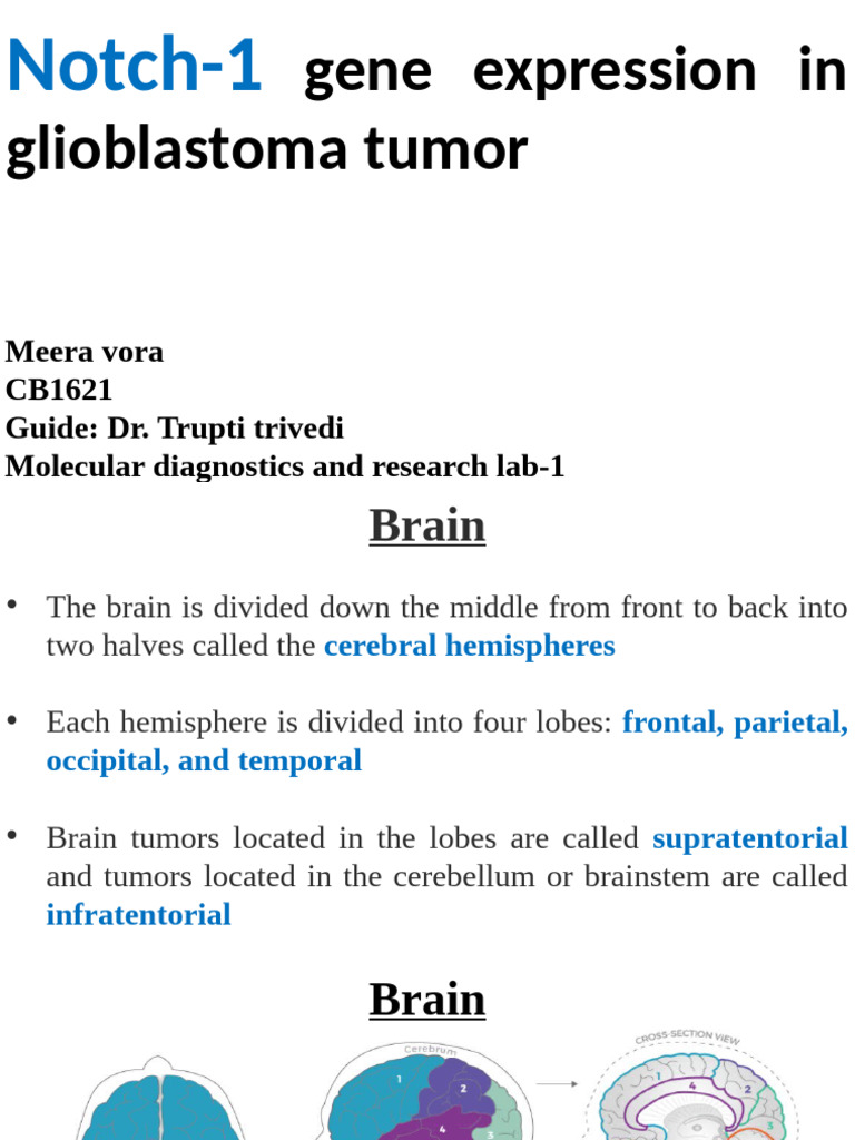 Notch Final | PDF | Brain Tumor | Complementary Dna