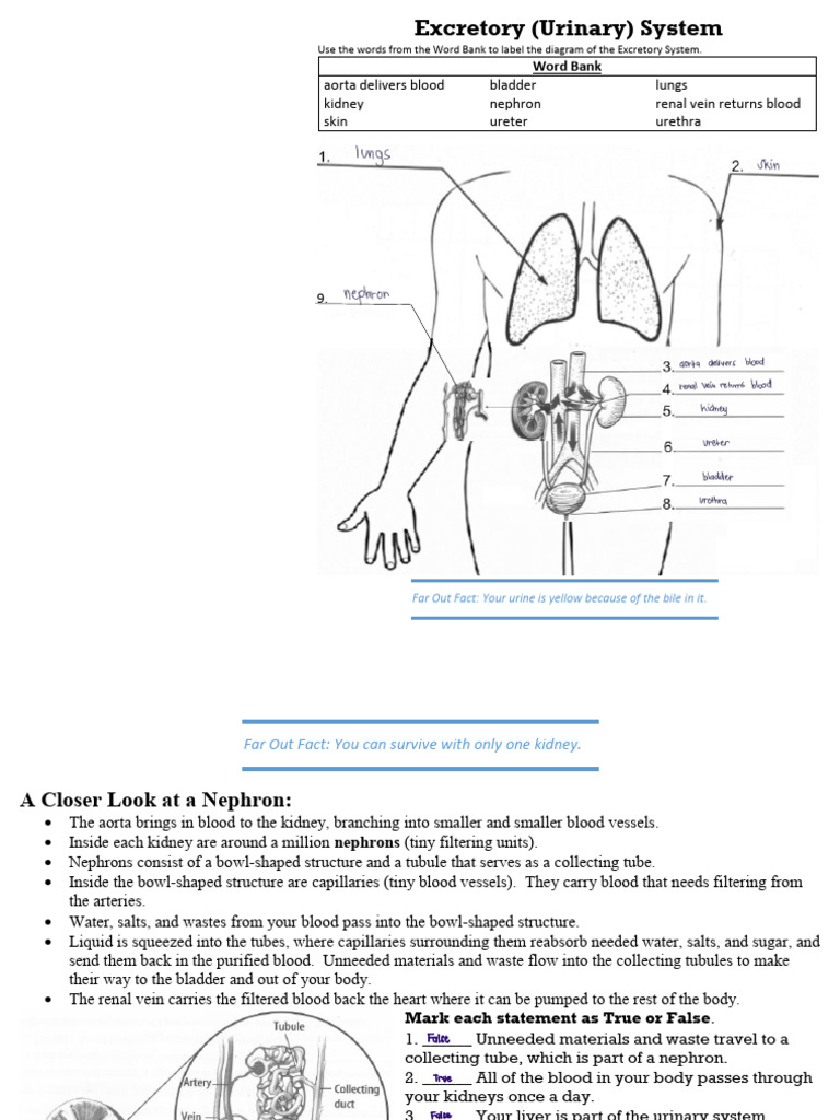 Excretory Worksheet Pangilinan, Queen | PDF | Kidney | Urinary System