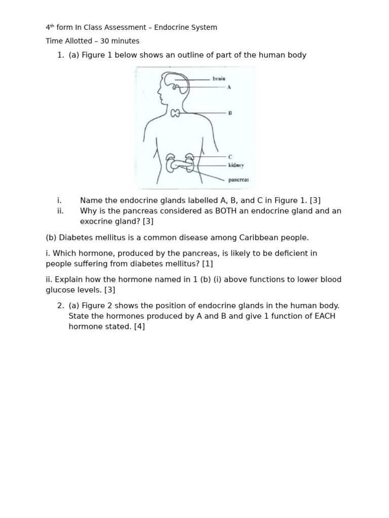 Endocrine System - 4th Form | PDF