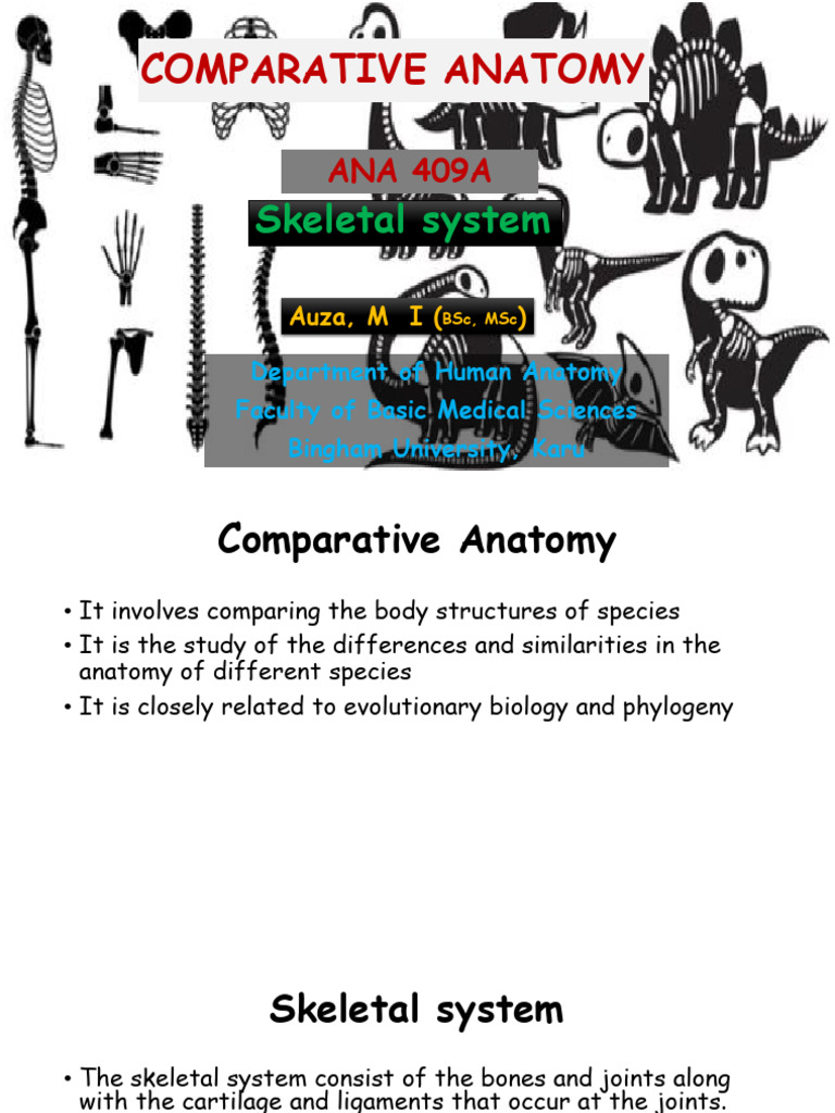 Comparative Anat Skeletal System New | PDF | Skeleton | Pelvis