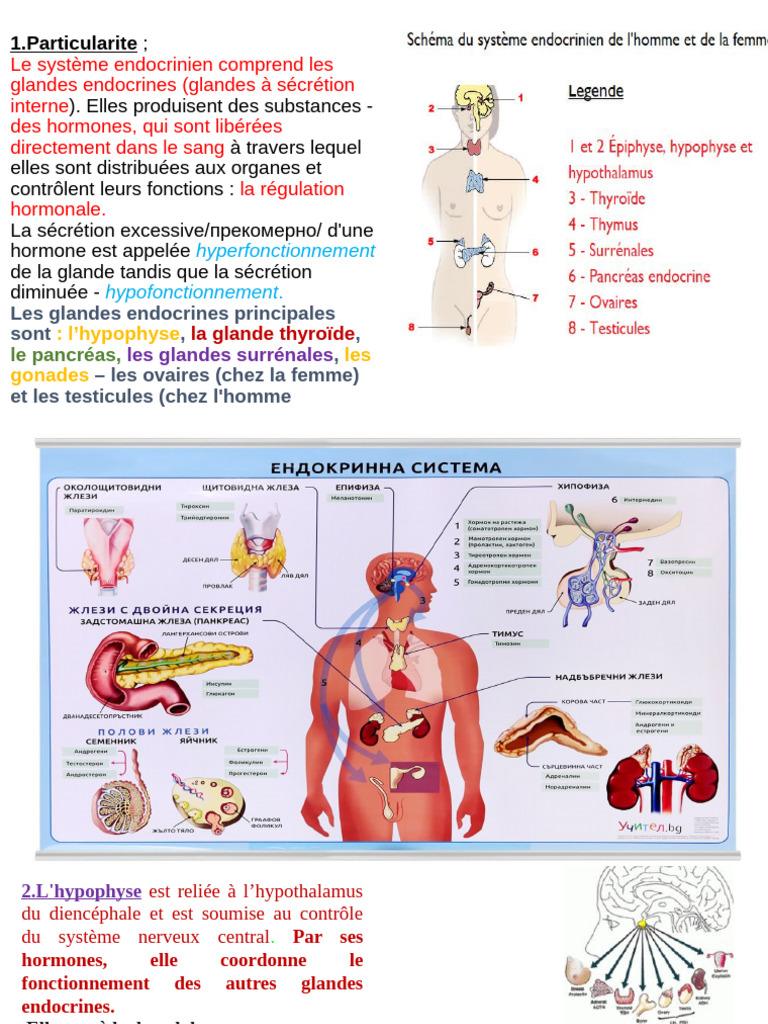 Le Systeme Endocrinien - Ex 16.022024 | PDF | Hypophyse | Hormone