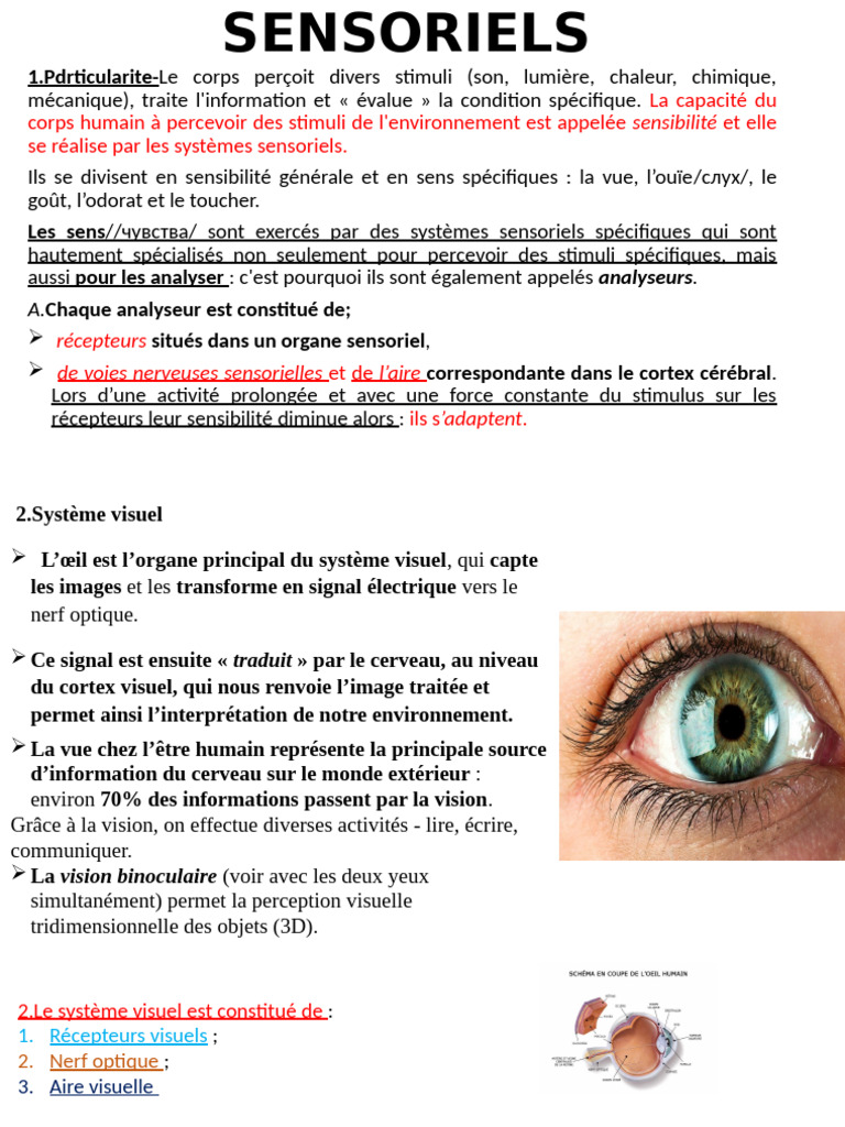 systeme_visuel-loeil | PDF | Sens (physiologie) | Œil