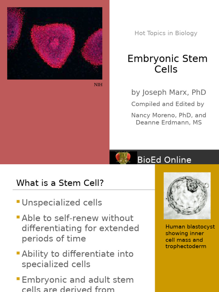 Embryonic Stem Cells: Bioed Online | PDF | Stem Cell | Embryonic Stem Cell