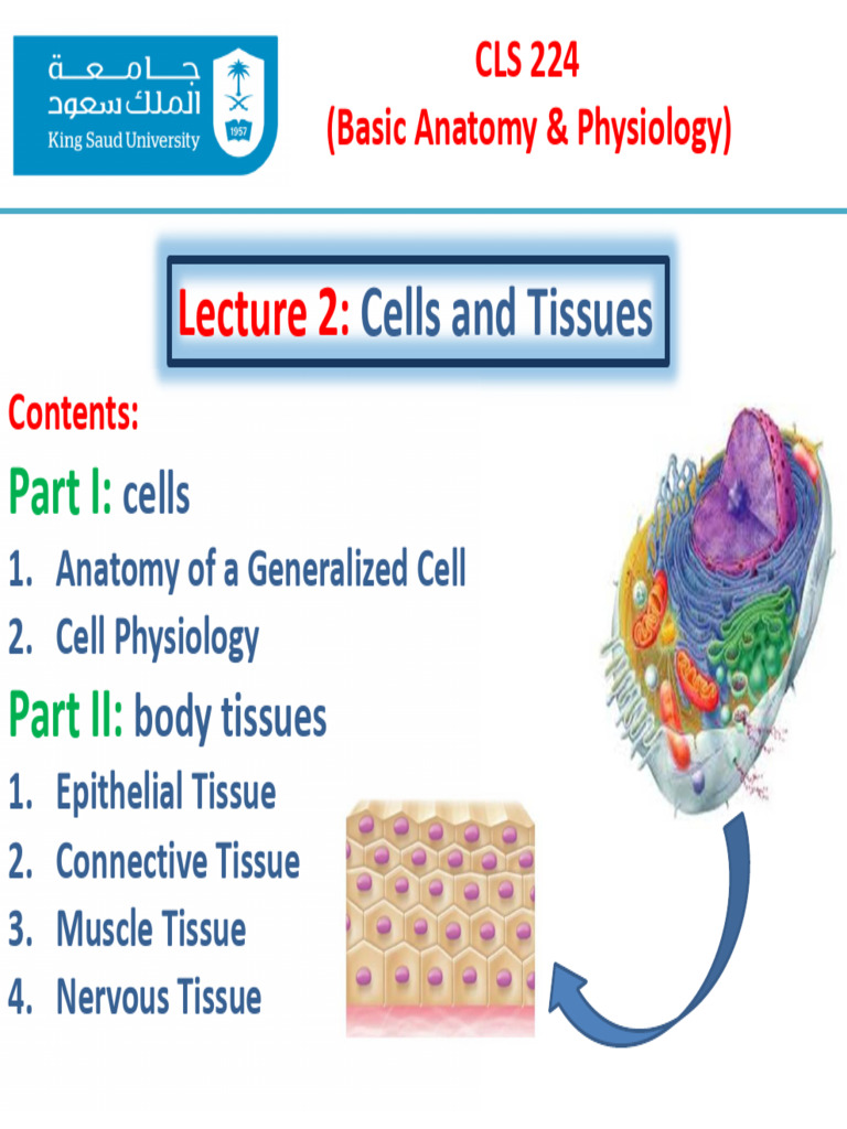 CLS224-Cells and Tissues-lecture 2 | PDF | Epithelium | Endoplasmic Reticulum