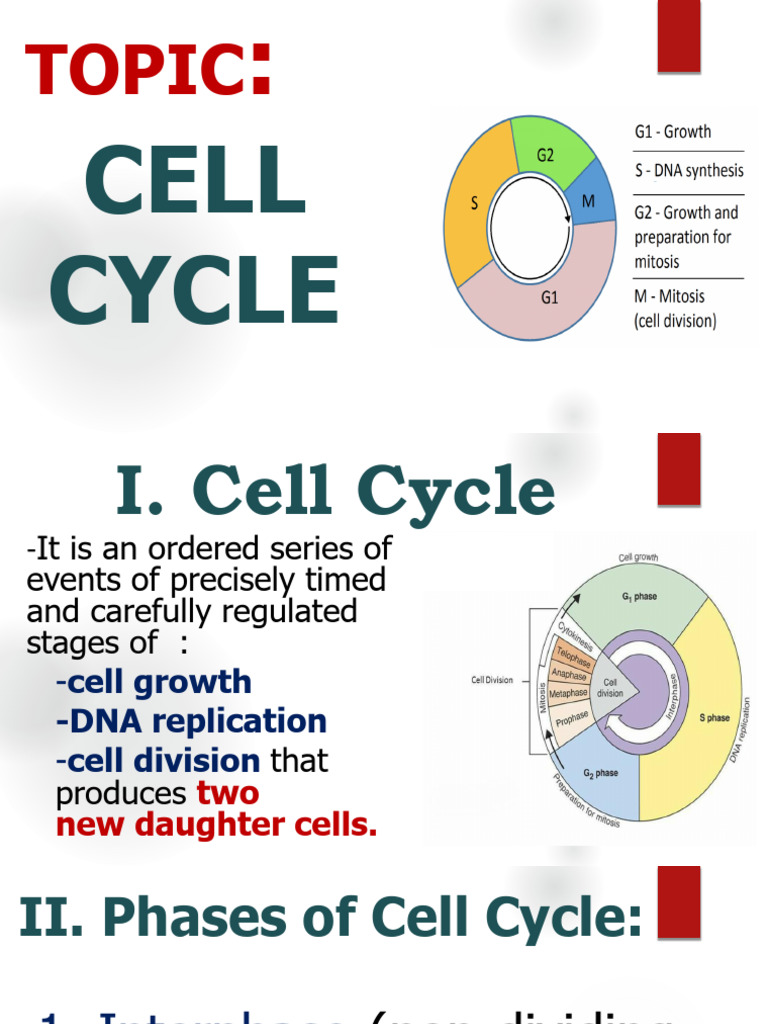 6th Cell Cycle | PDF | Mitosis | Cell Cycle