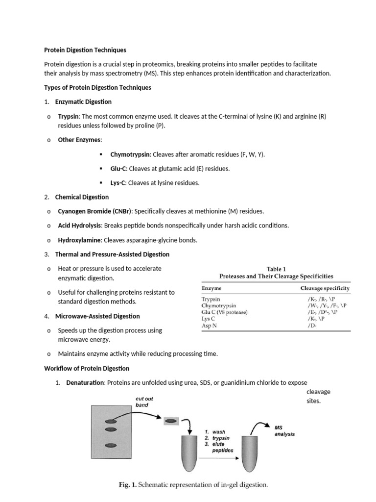 Protein Digestion Techniques Overview | PDF