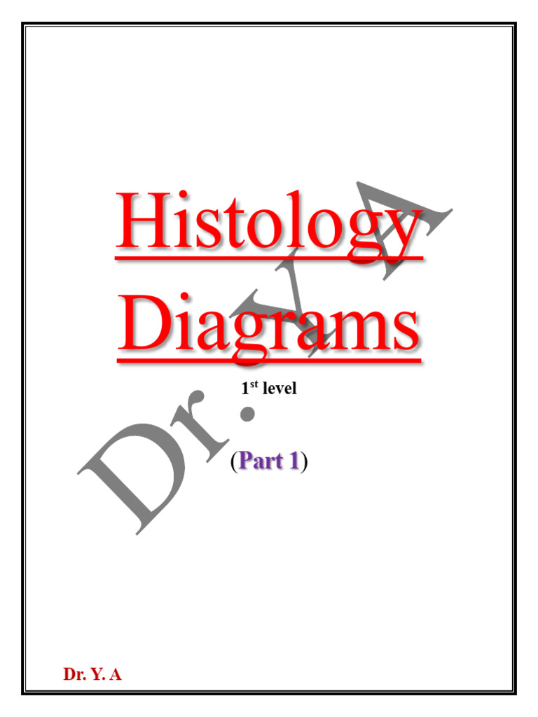 Histology Diagrams Dr. Y. A (Part 1) | PDF | Epithelium | Connective Tissue