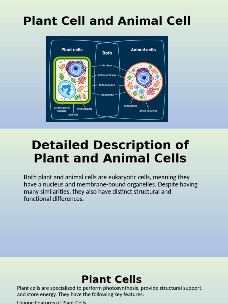 Plant and Animal Cell | PDF | Cell (Biology) | Endoplasmic Reticulum