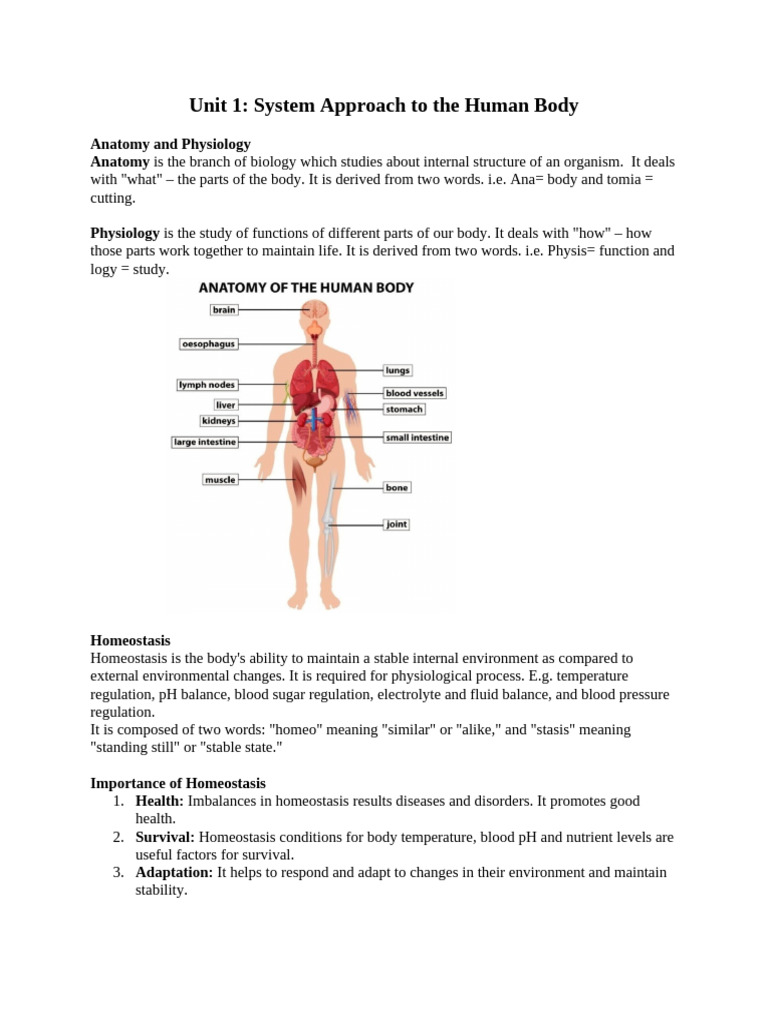 Anatomy & Physiology: Homeostasis Guide | PDF | Anatomical Terms Of ...