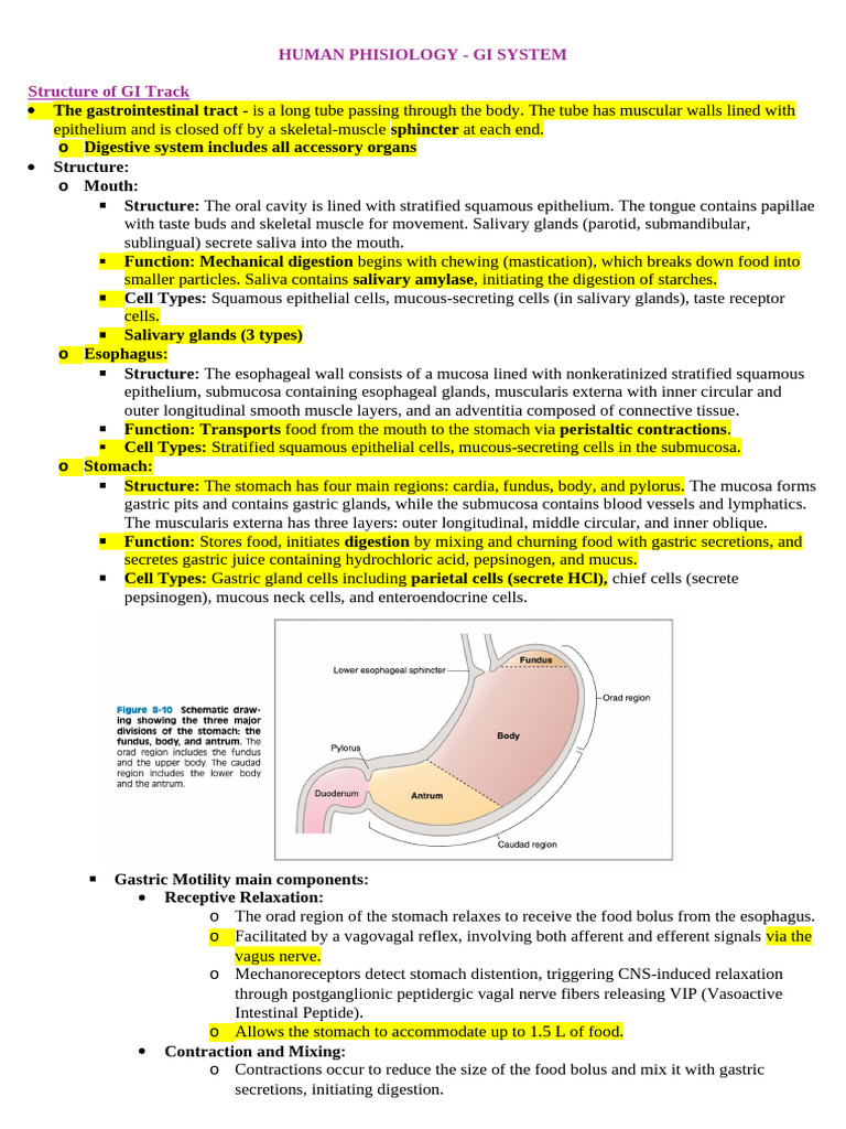 HUMAN PHISIOLOGY - GI System | PDF | Stomach | Pancreas