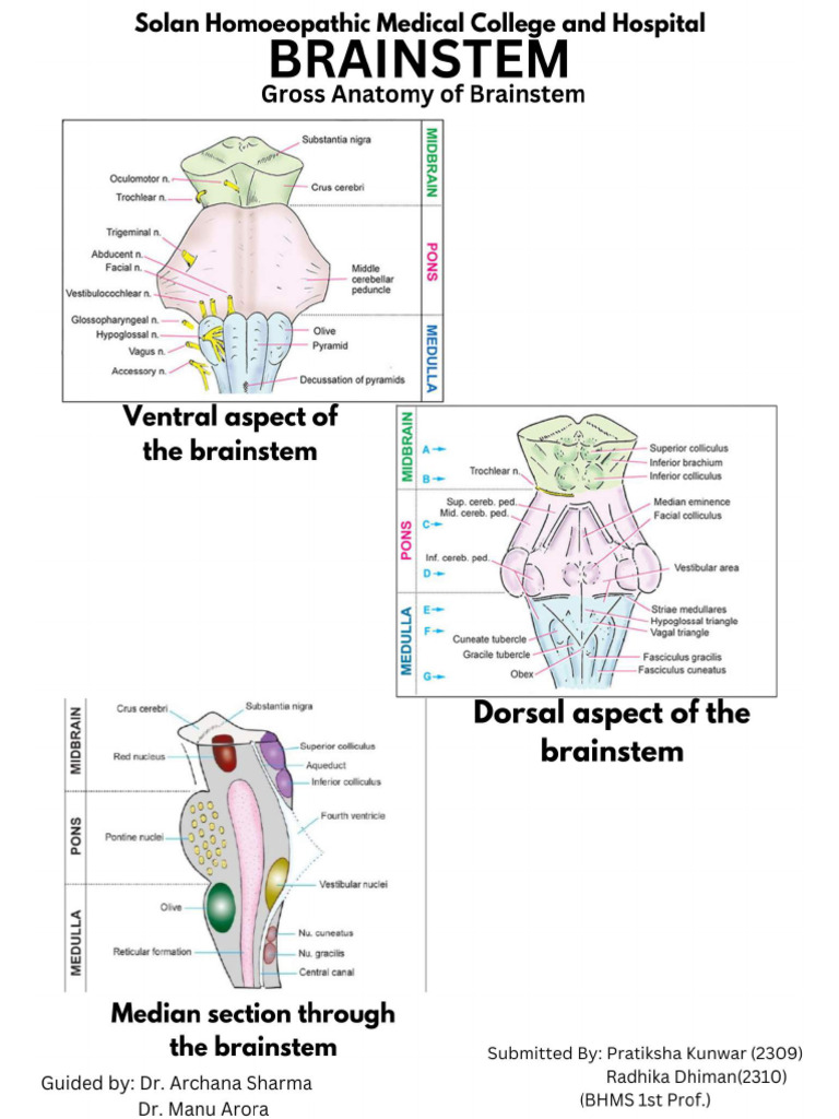 Brainstem Gross Anatomy Pdf