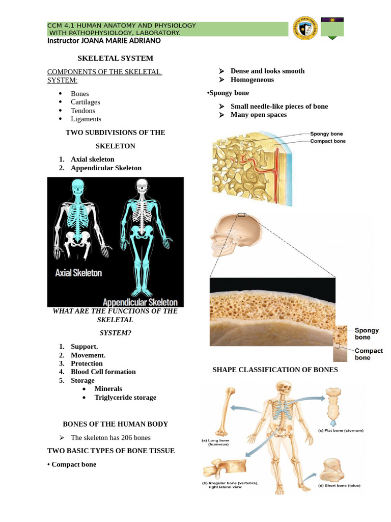 CCM 4.1 Transes in Skeletal System | PDF | Vertebra | Bone