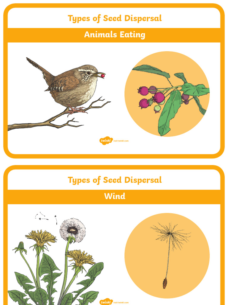 Seed Dispersal Methods Guide | PDF