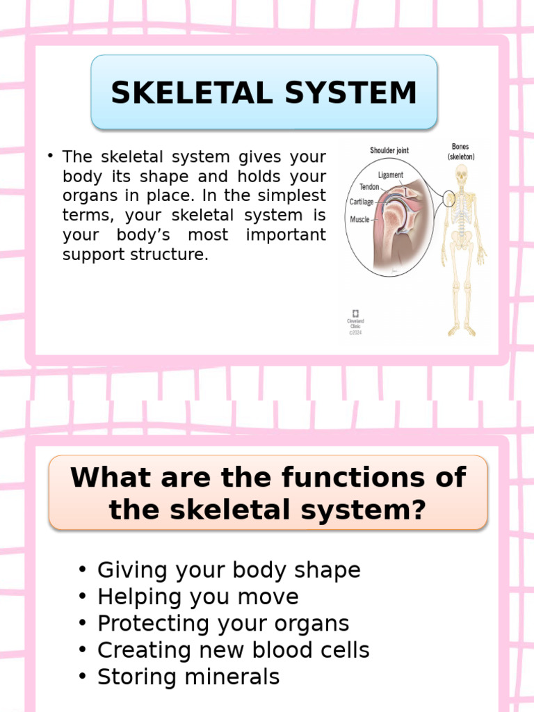Understanding Your Skeletal System | PDF