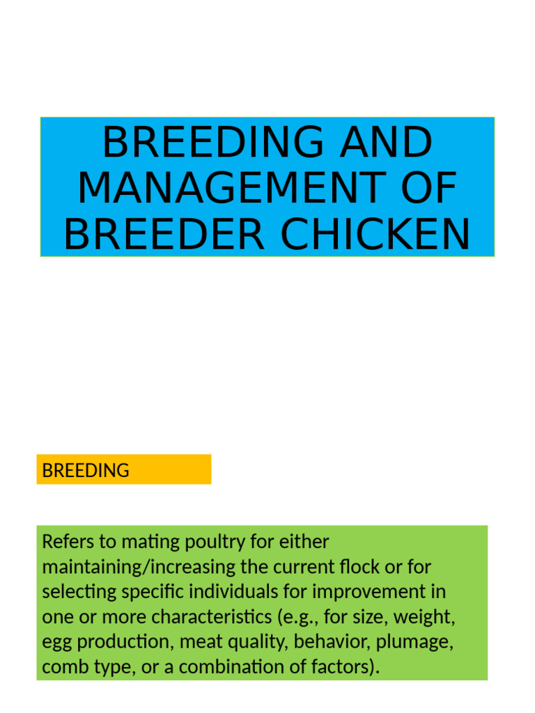 Breeder Chicken Management Guide | PDF | Chicken | Zoology