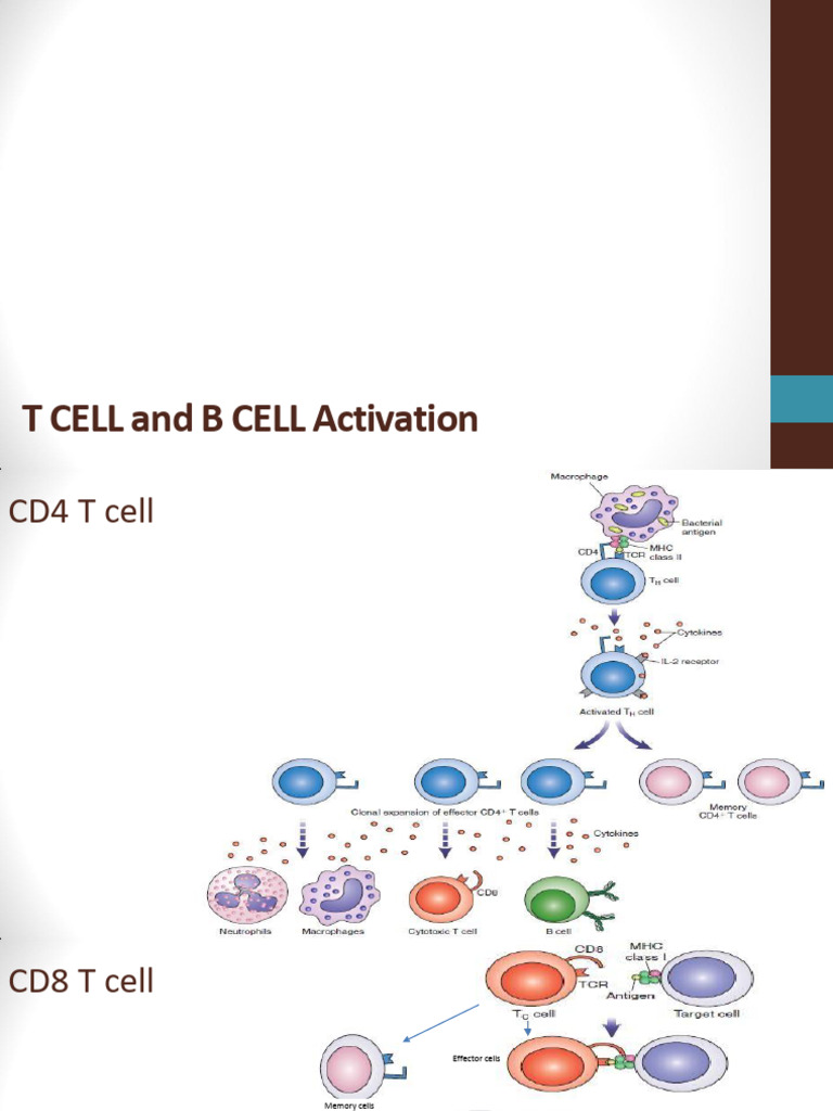 T and B Cell Activation Basics | PDF