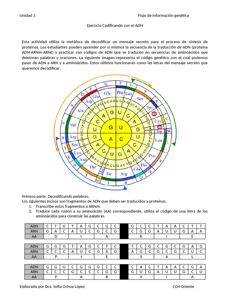 U3 Codificando con ADN 2 | PDF | Adn | Codigo genetico