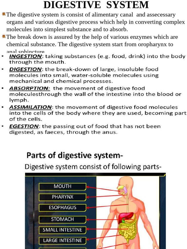 digestive system | PDF | Esophagus | Stomach