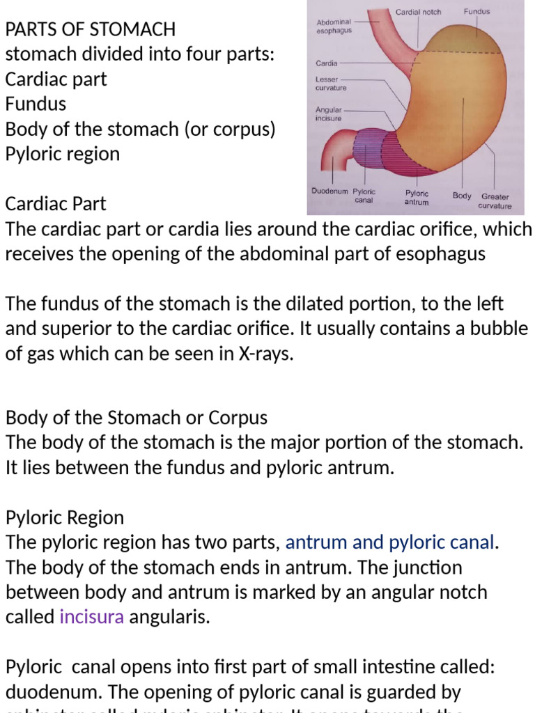 PARTS OF STOMAC-WPS Office | PDF | Stomach | Anatomy