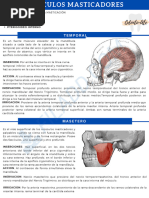 Anatomía del Músculo Temporal y Masetero | PDF | Anatomía | Tejido suave