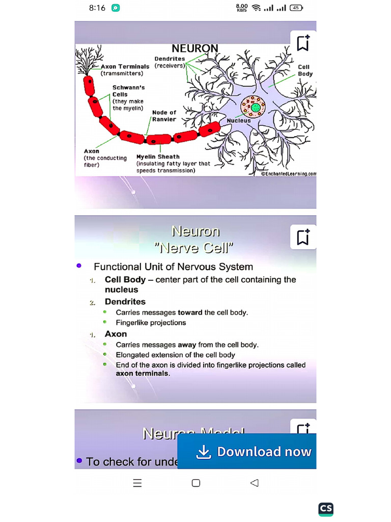 Neuron and Types of Neurons | PDF