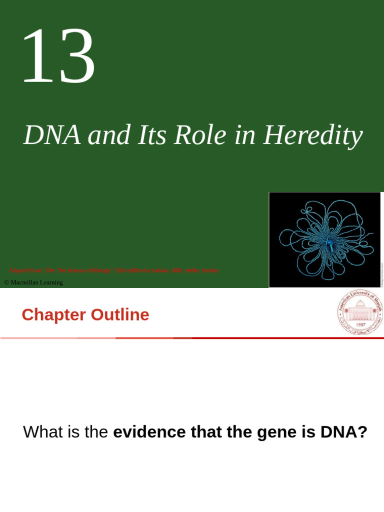 Chapter13 - DNA and Heredity - Short Version | PDF | Dna Replication | Dna