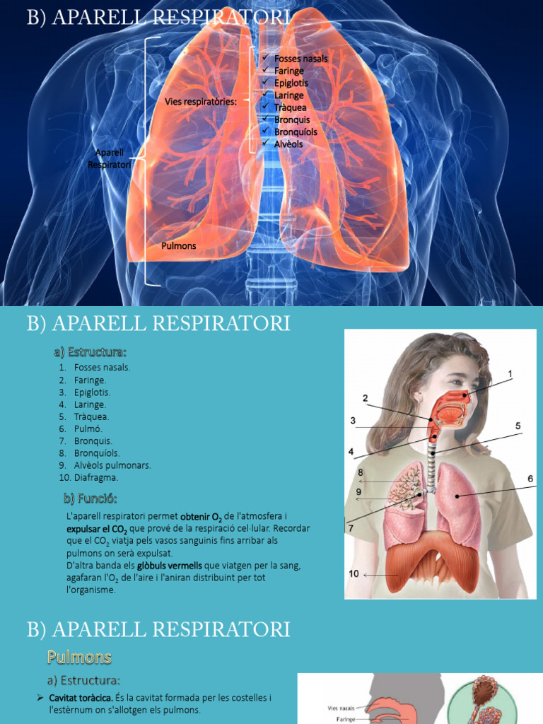 Respiratori | PDF