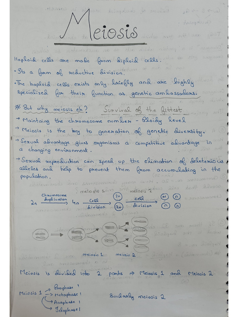 Meiosis | PDF