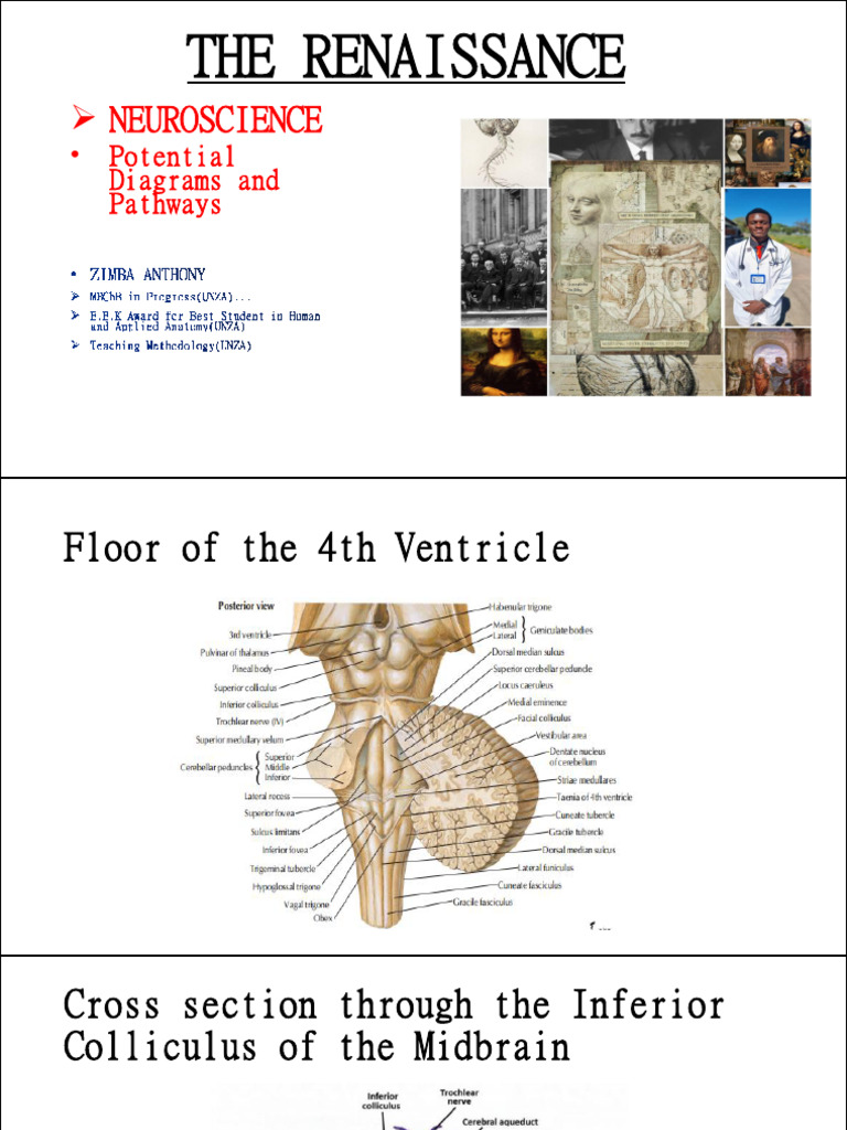 Potential Diagrams and Pathways | PDF