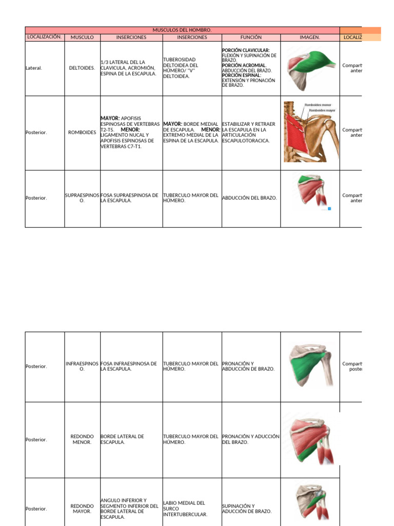 Anatomía de los Músculos del Húmero | PDF | Mano | Extremidades (anatomía)