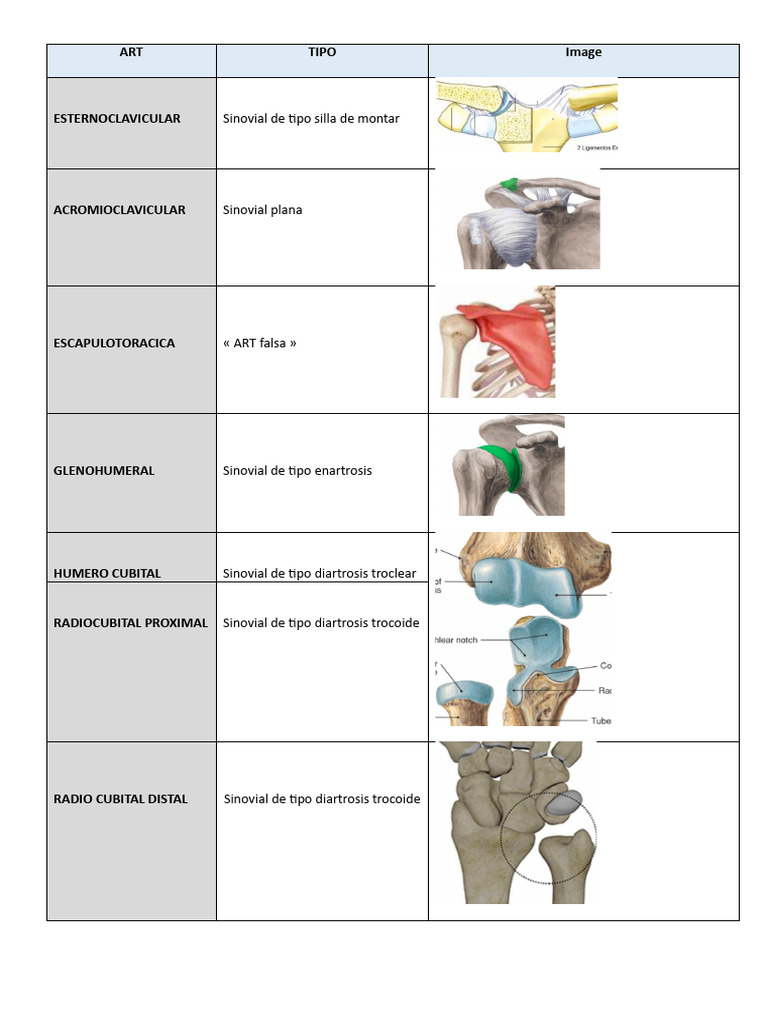 ARTICULATION | PDF