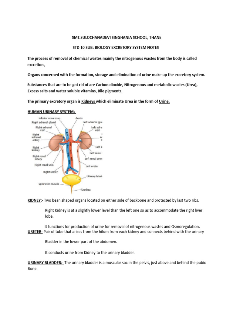 The Excretory System Notes | PDF | Kidney | Organ (Anatomy)