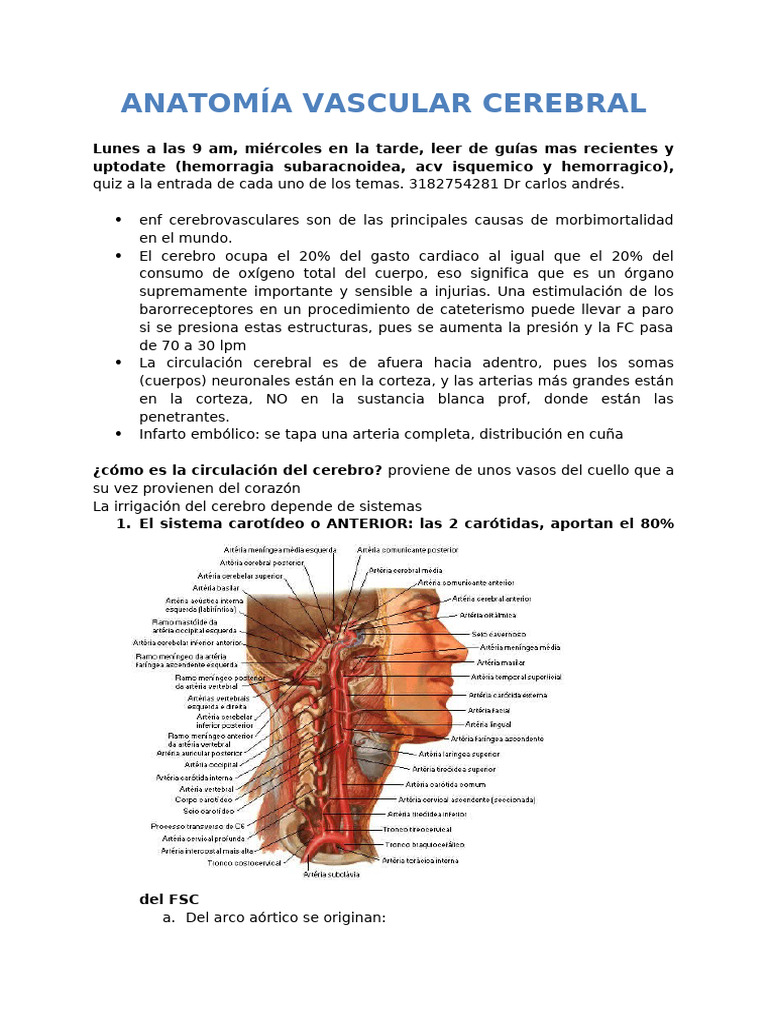 Anatomía Vascular del Cerebro | PDF | Sistema cardiovascular | Cabeza y ...