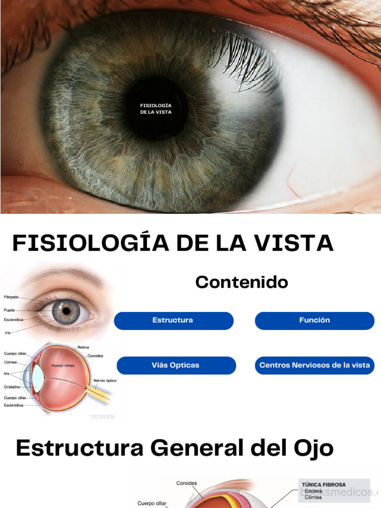 Tema 4. Vista | PDF | Percepción visual | Ojo