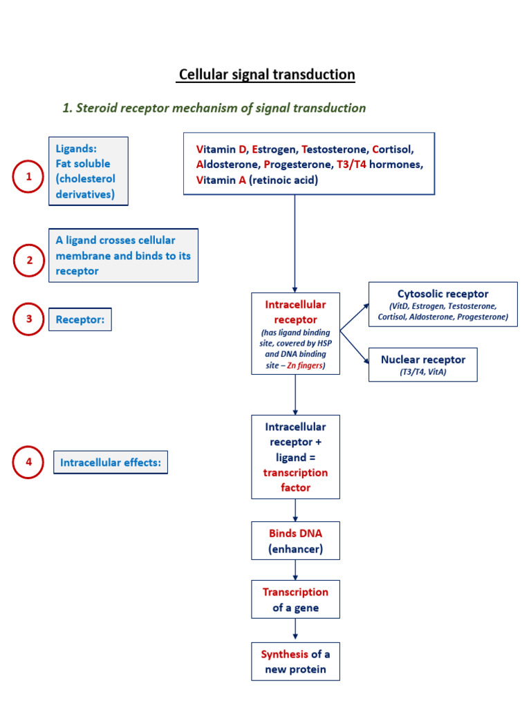 Cellular Signal Transduction Pdf Signal Transduction Cell Signaling