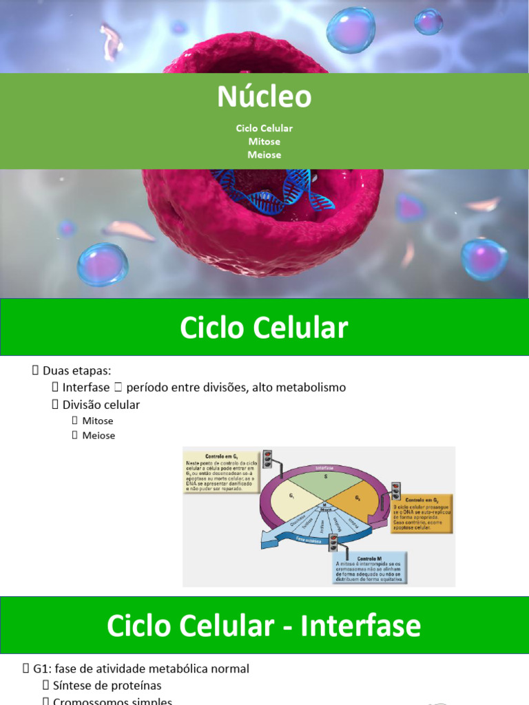 3_Núcleo - Ciclo Celular e Divisão Celular.pptx | PDF | Meiose | Mitose